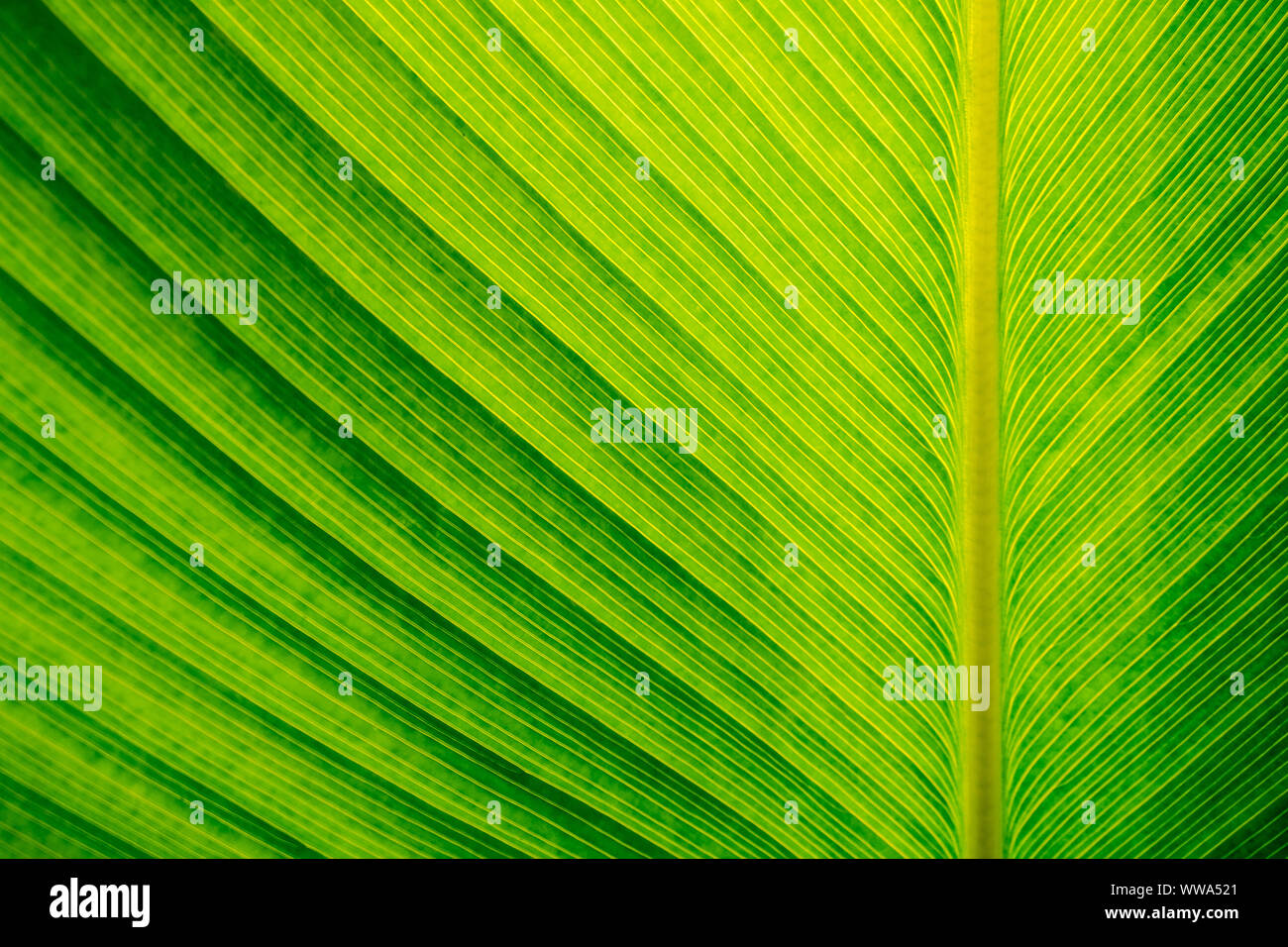 Texture on surface of Cigar plant leaf, green background Stock Photo ...