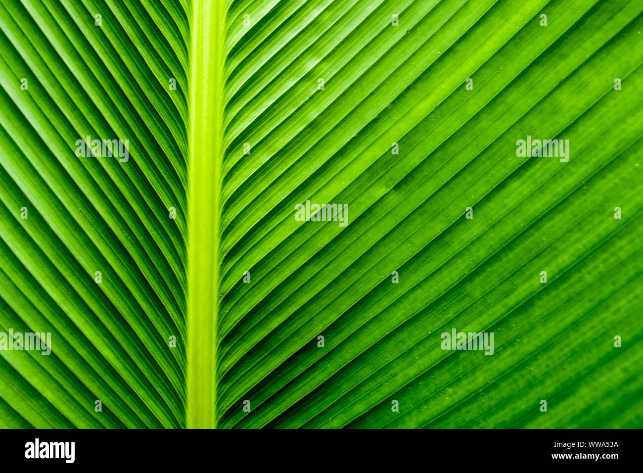 Texture on surface of Cigar plant leaf, green background Stock Photo ...