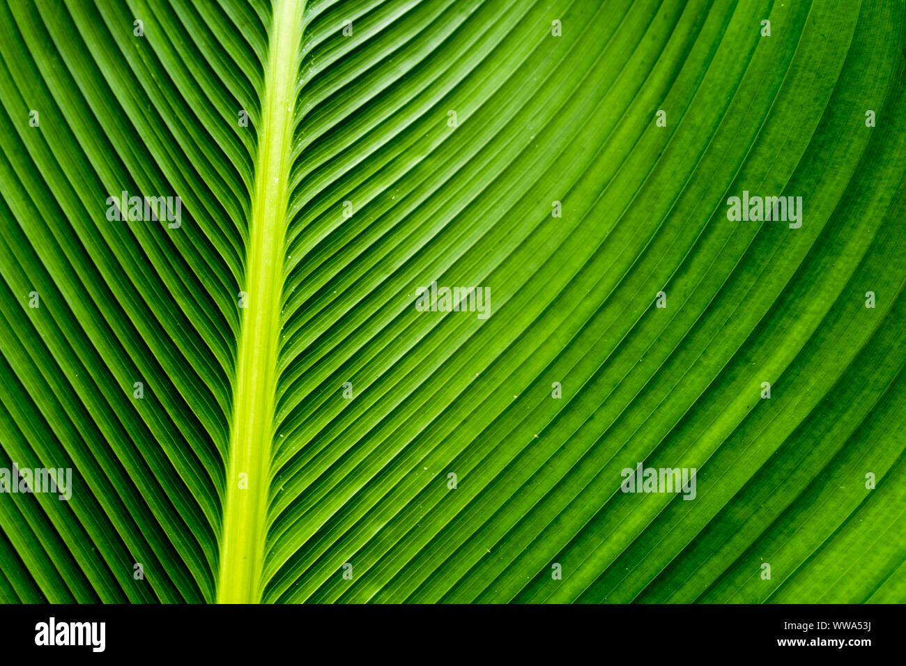 Texture on surface of Cigar plant leaf, green background Stock Photo ...