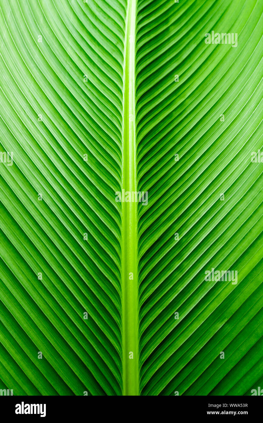 Texture on surface of Cigar plant leaf, green background Stock Photo ...