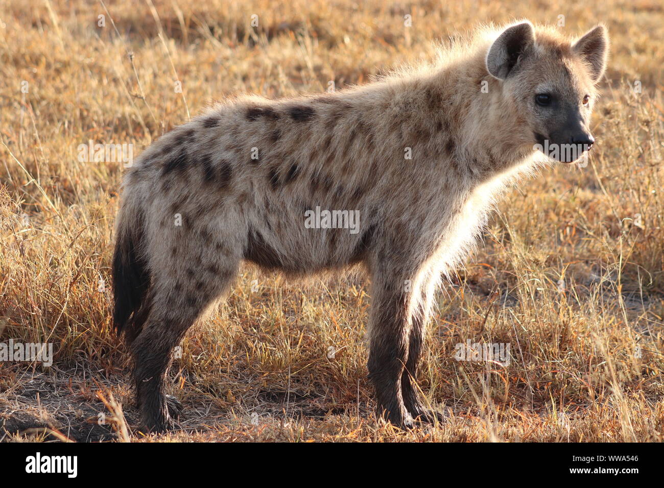 Young spotted hyena in the savannah, Masai Mara National Park, Kenya ...