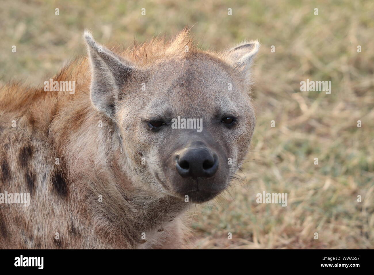 Spotted hyena face closeup, Masai Mara National Park, Kenya Stock Photo ...