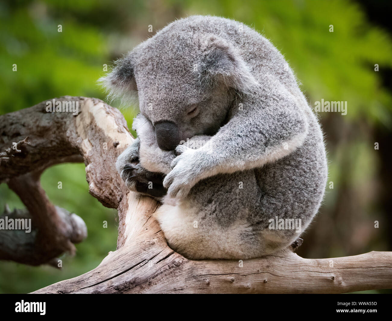 Tired koala hi-res stock photography and images - Alamy