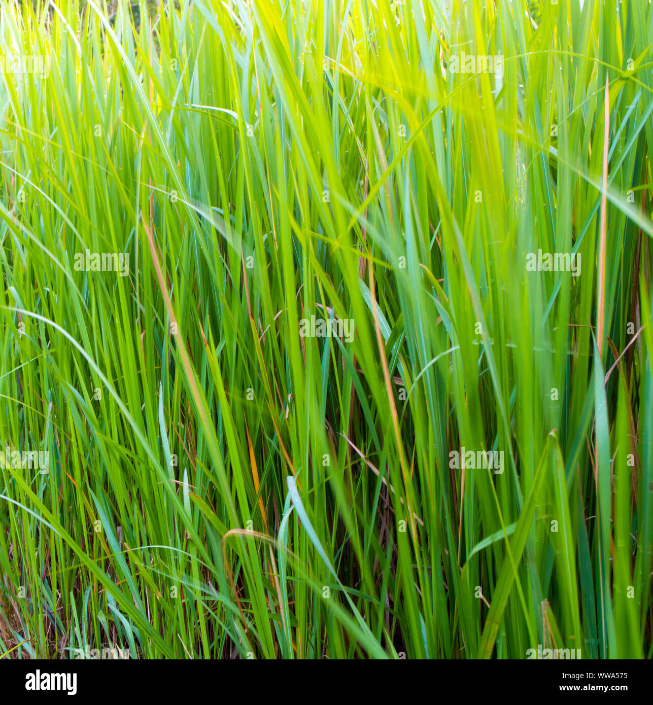Freshness verdant green of Vetiver Grass blade inside the Jungle Stock ...