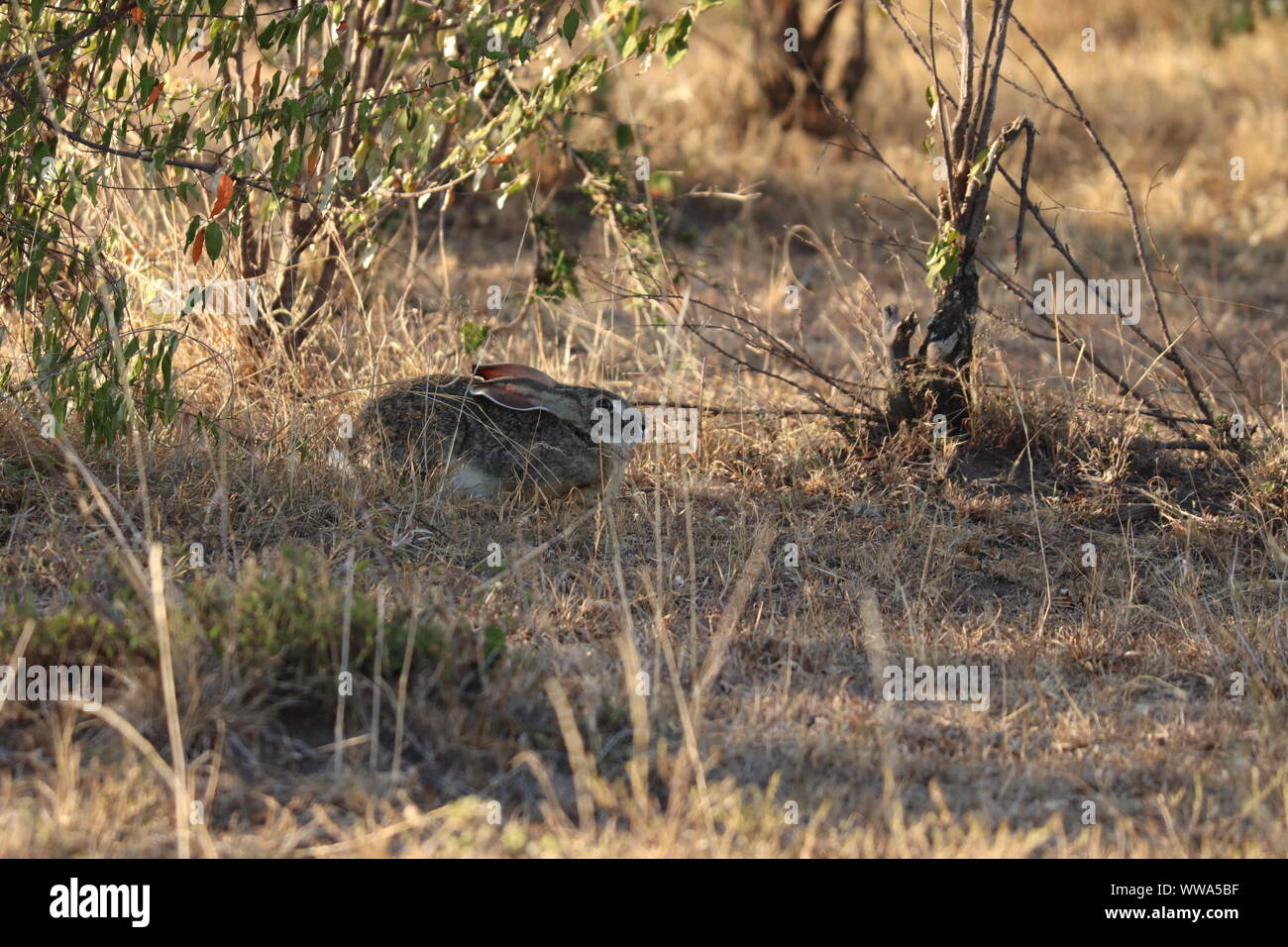 African savannah hare in its environment hi-res stock photography and ...