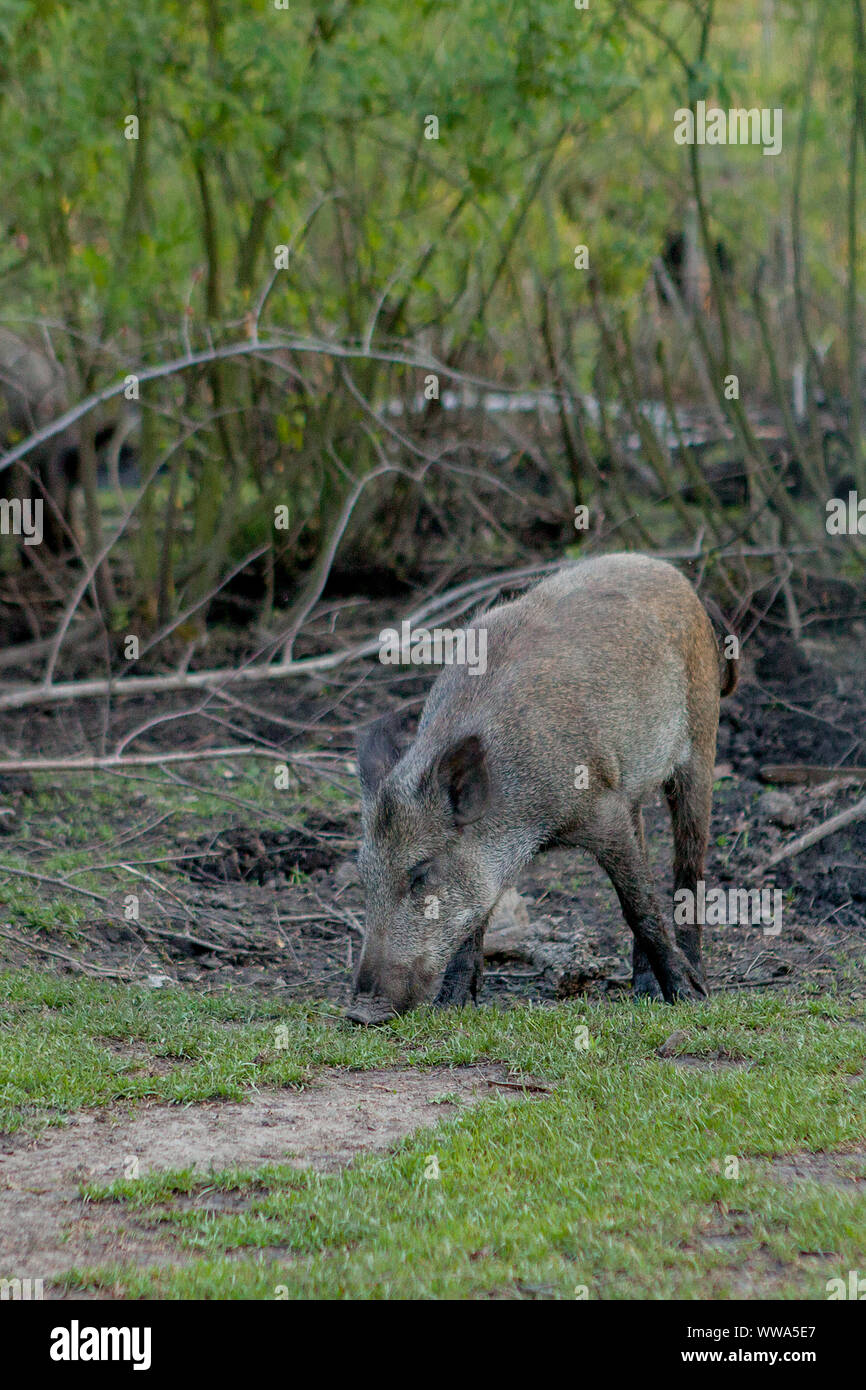 Family Group of Wart Hogs Grazing Eating Grass Food Together Stock ...