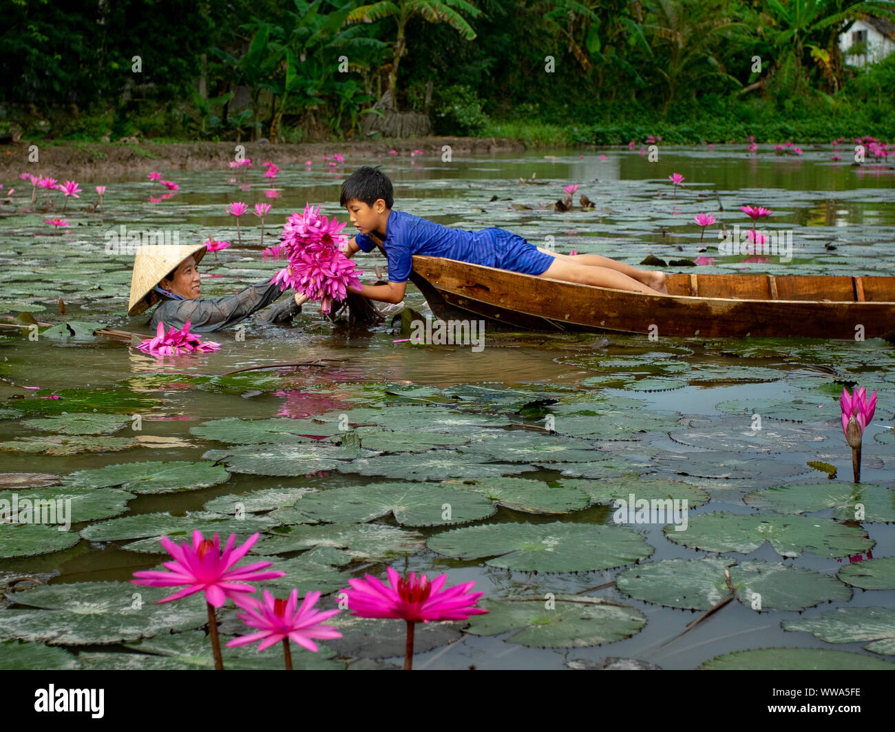 A woman harvests water lilies in a pond in the Mekong Delta in Vietnam ...