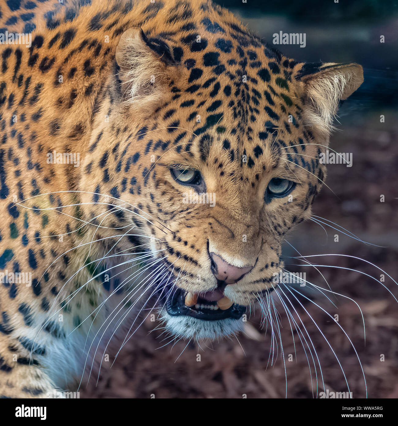 Panther fur pattern hi-res stock photography and images - Alamy