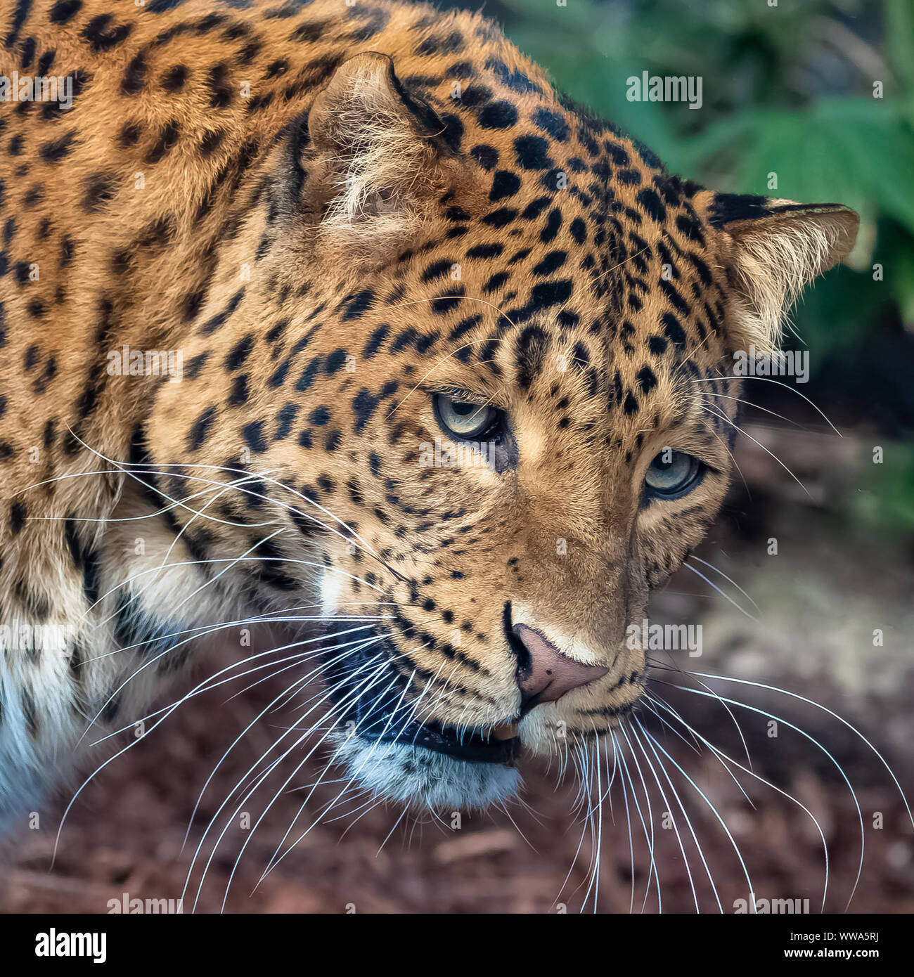 Leopard, a beautiful panther, portrait Stock Photo - Alamy