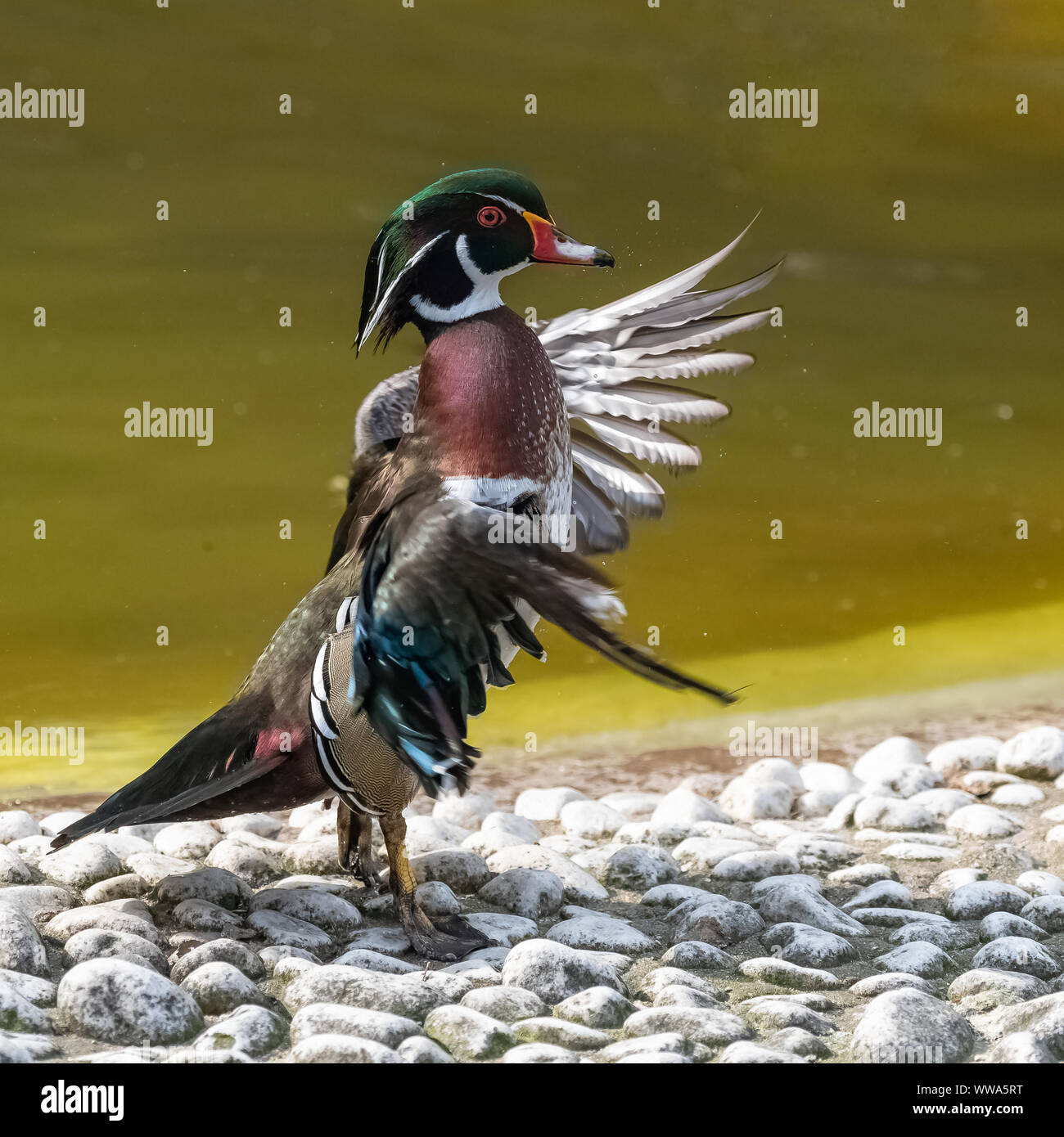Carolina duck or wood duck, Aix sponsa, colorful duck standing ...