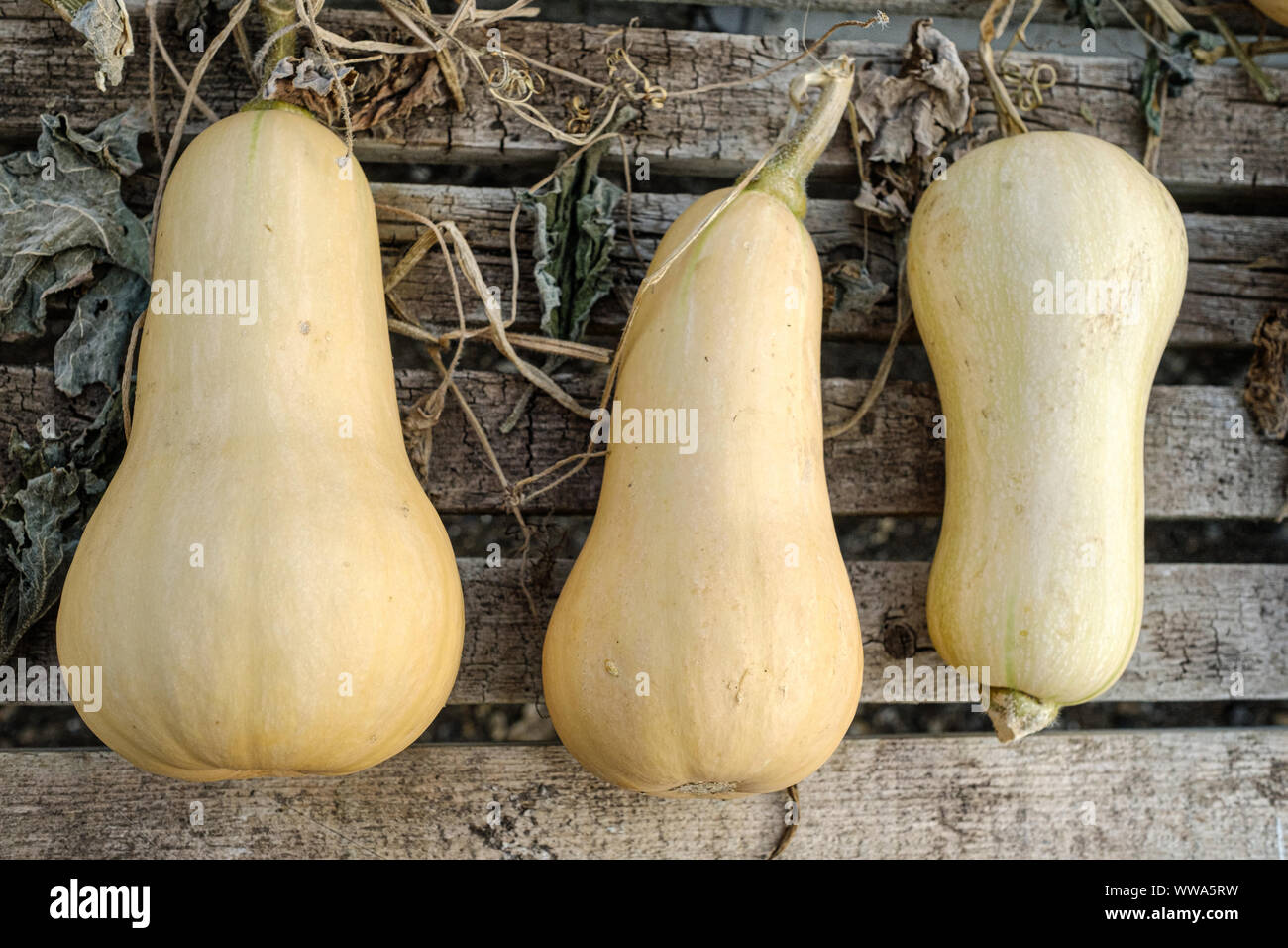 Three gourds hi-res stock photography and images - Alamy