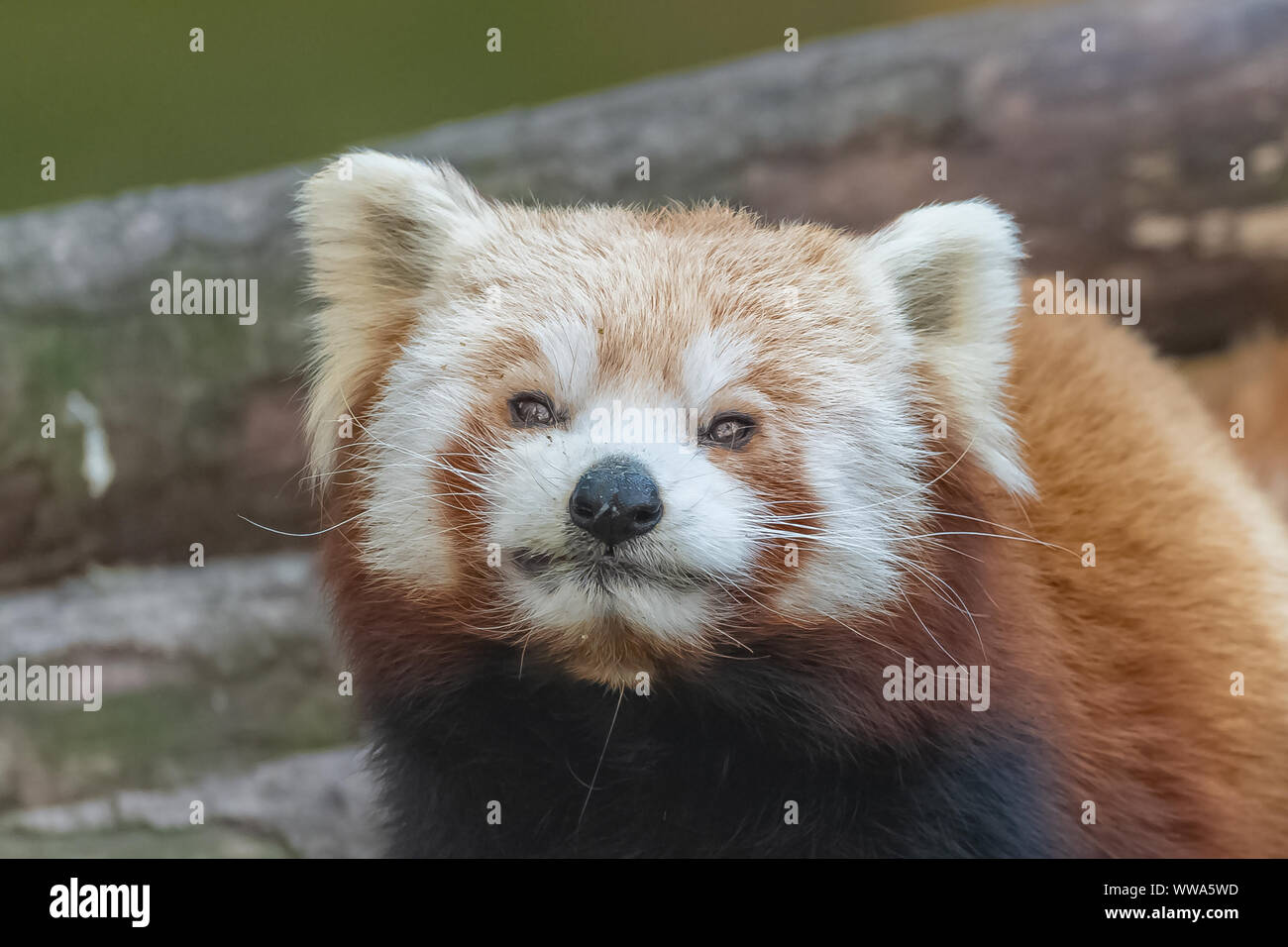 Red panda, portrait of a cute animal Stock Photo - Alamy