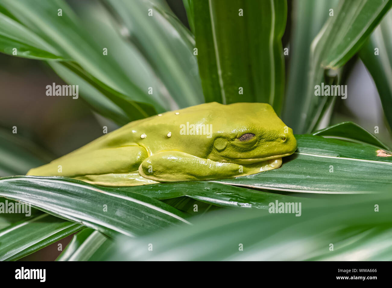 Flying Leaf Frog, Agalychnis spurrelli, green frog sleeping on a leaf ...
