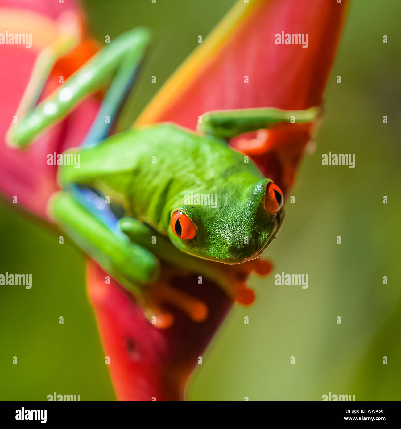 Red eyed tree frog jumping hi-res stock photography and images - Alamy