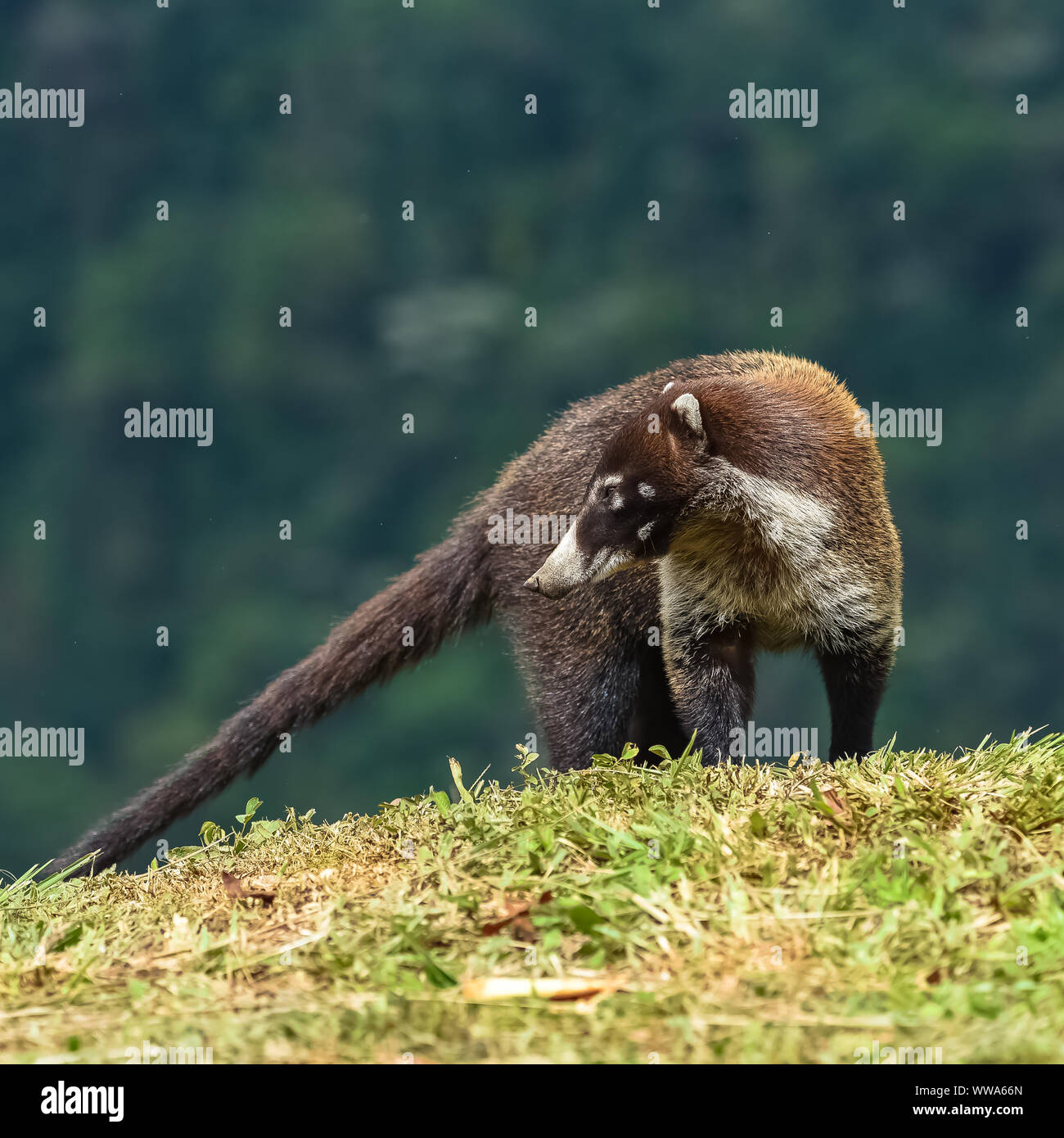 A coati running in the mountains, in Costa Rica Stock Photo - Alamy