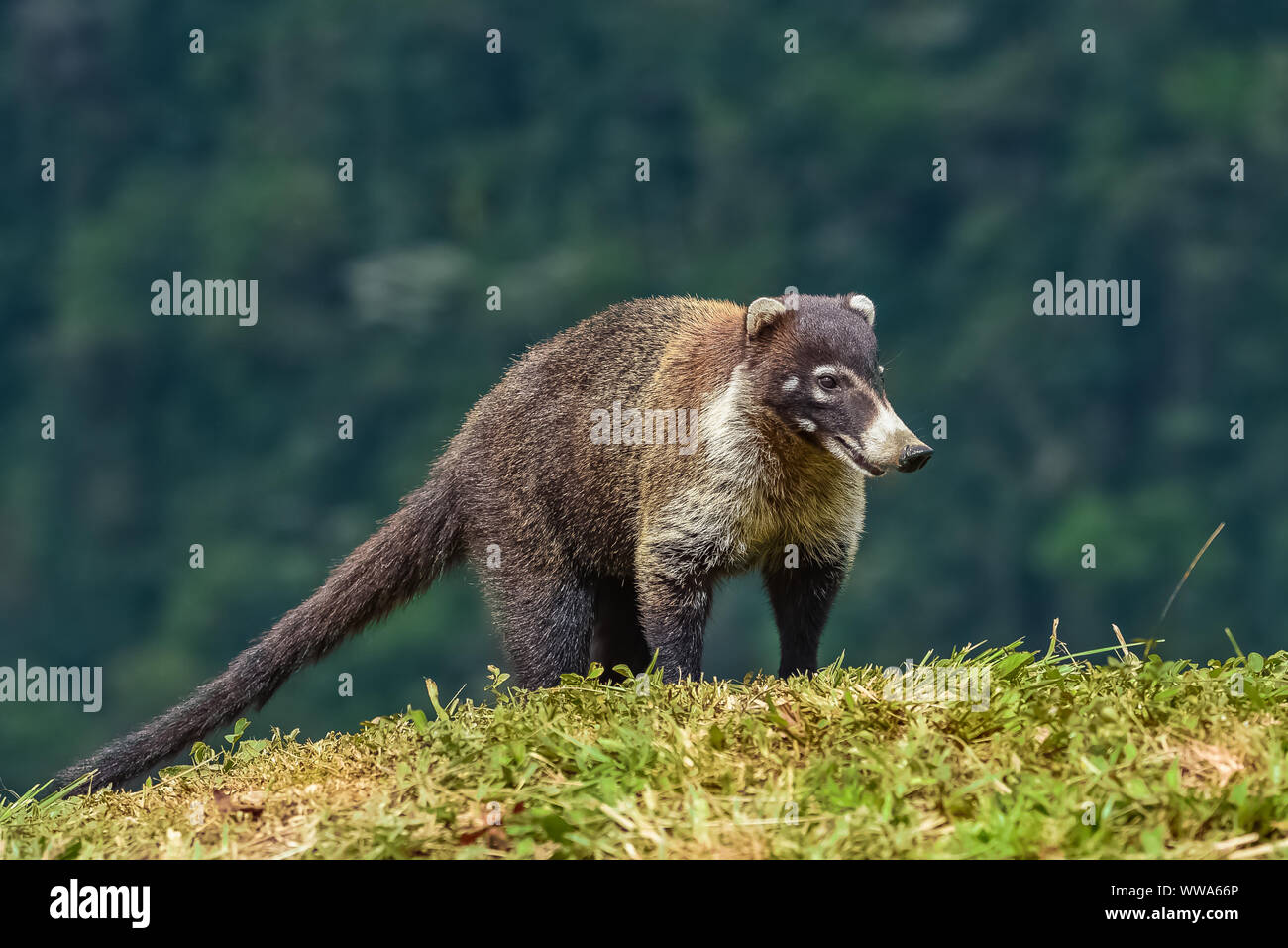 A coati running in the mountains, in Costa Rica Stock Photo - Alamy