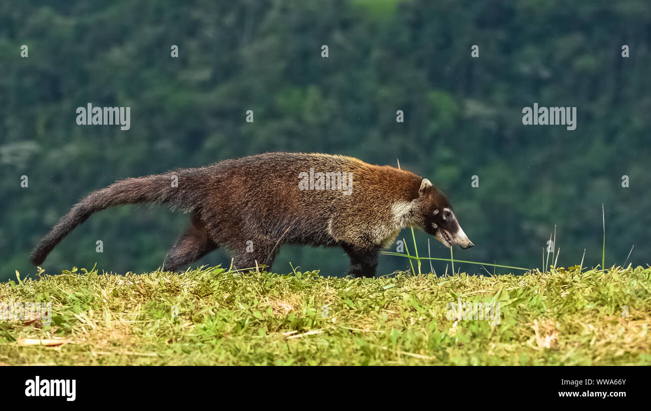A coati running in the mountains, in Costa Rica Stock Photo - Alamy