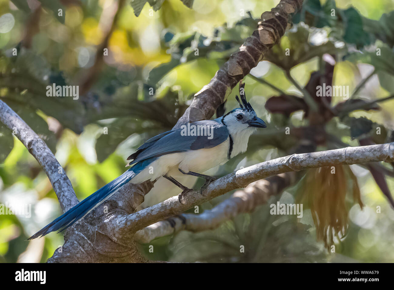 Black throated magpie jay hi-res stock photography and images - Alamy