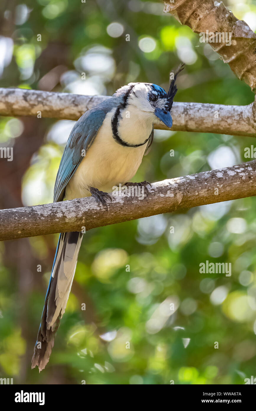 Black throated magpie jay hi-res stock photography and images - Alamy
