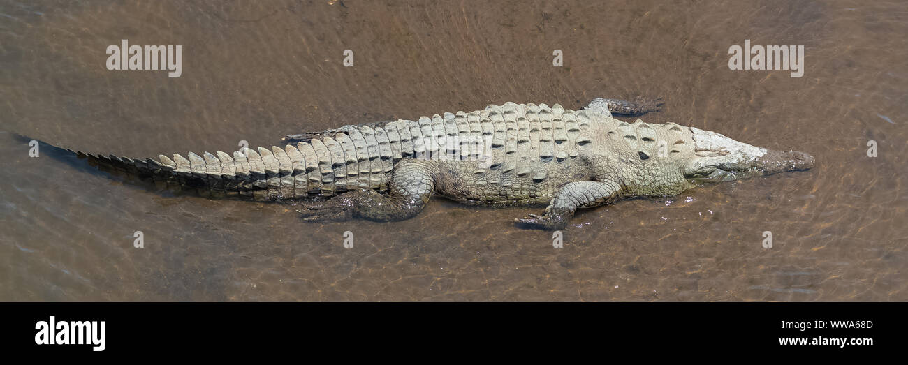Caiman, Caiman crocodilus, animal in the river in Costa Rica Stock ...