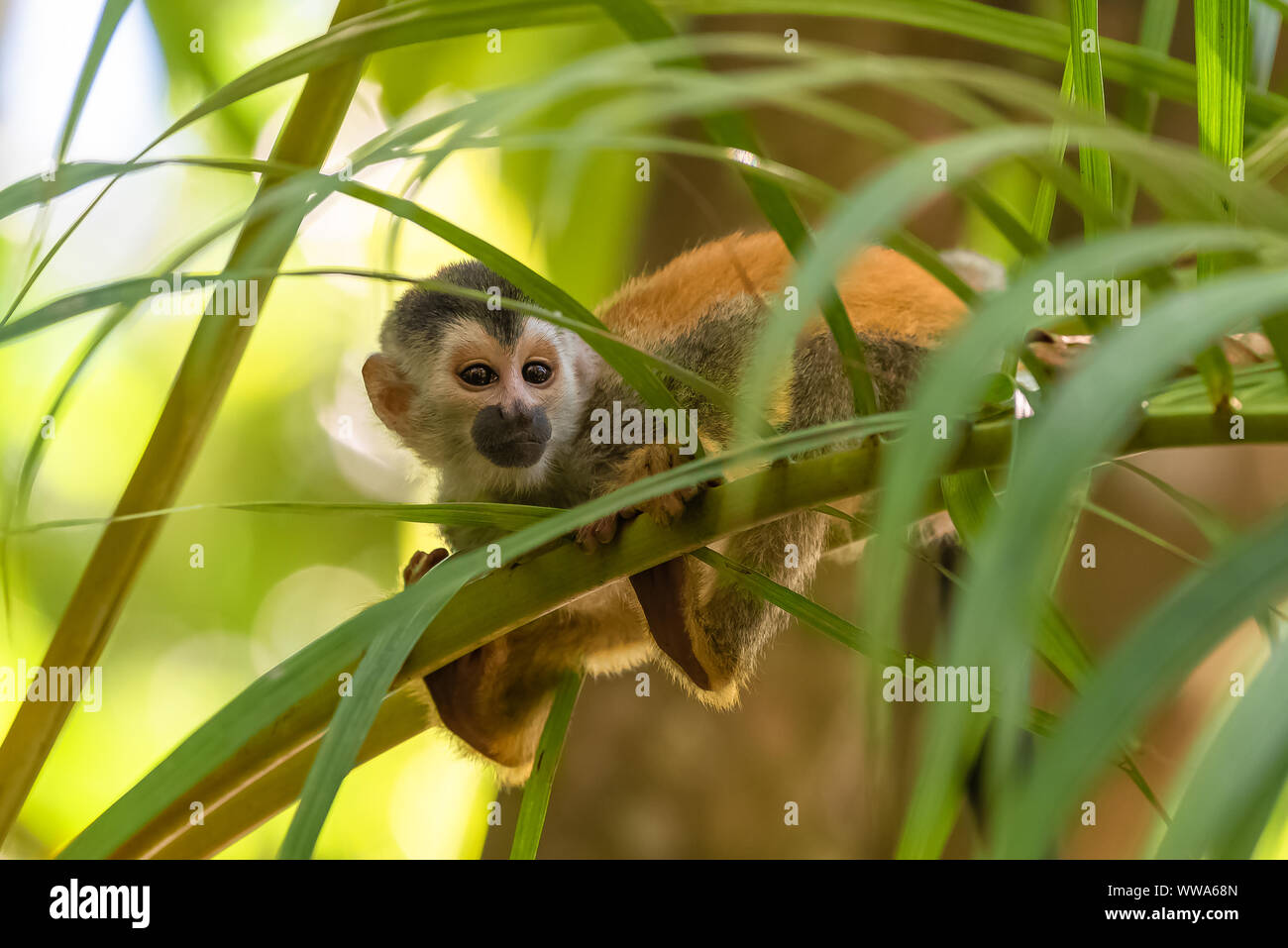 capuchin, monkey on a tree in the jungle, Costa Rica Stock Photo - Alamy