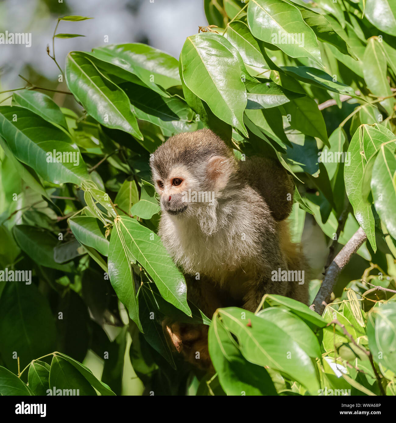 capuchin, monkey on a tree in the jungle, Costa Rica Stock Photo - Alamy