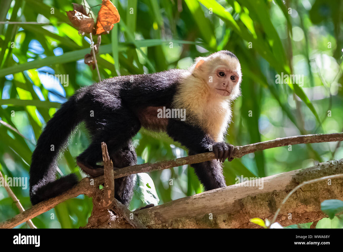 capuchin, monkey on a tree in the jungle, Costa Rica Stock Photo - Alamy