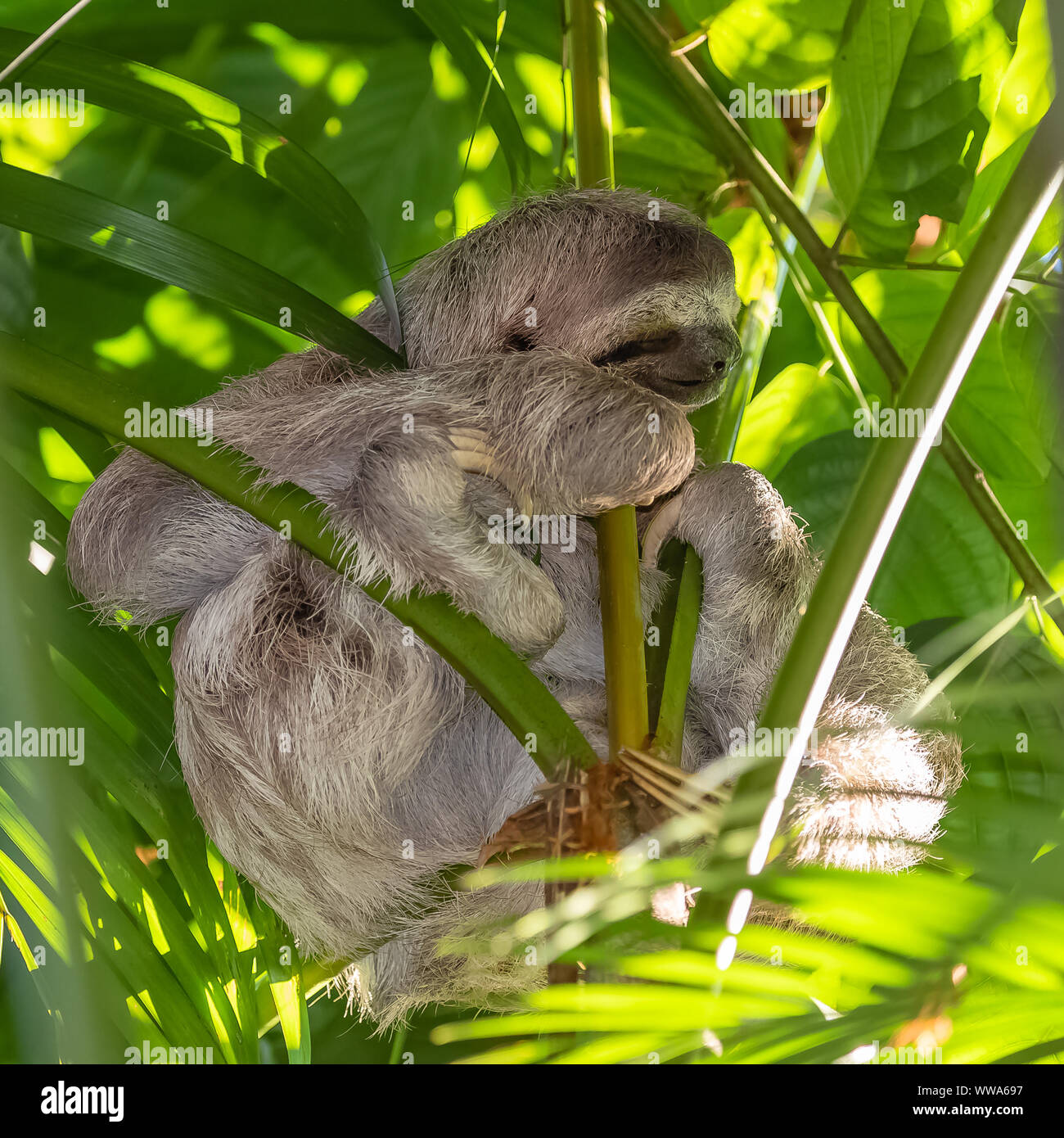 Brown-throated Sloth, Bradypus Variegatus, sloth sleeping on a tree in ...