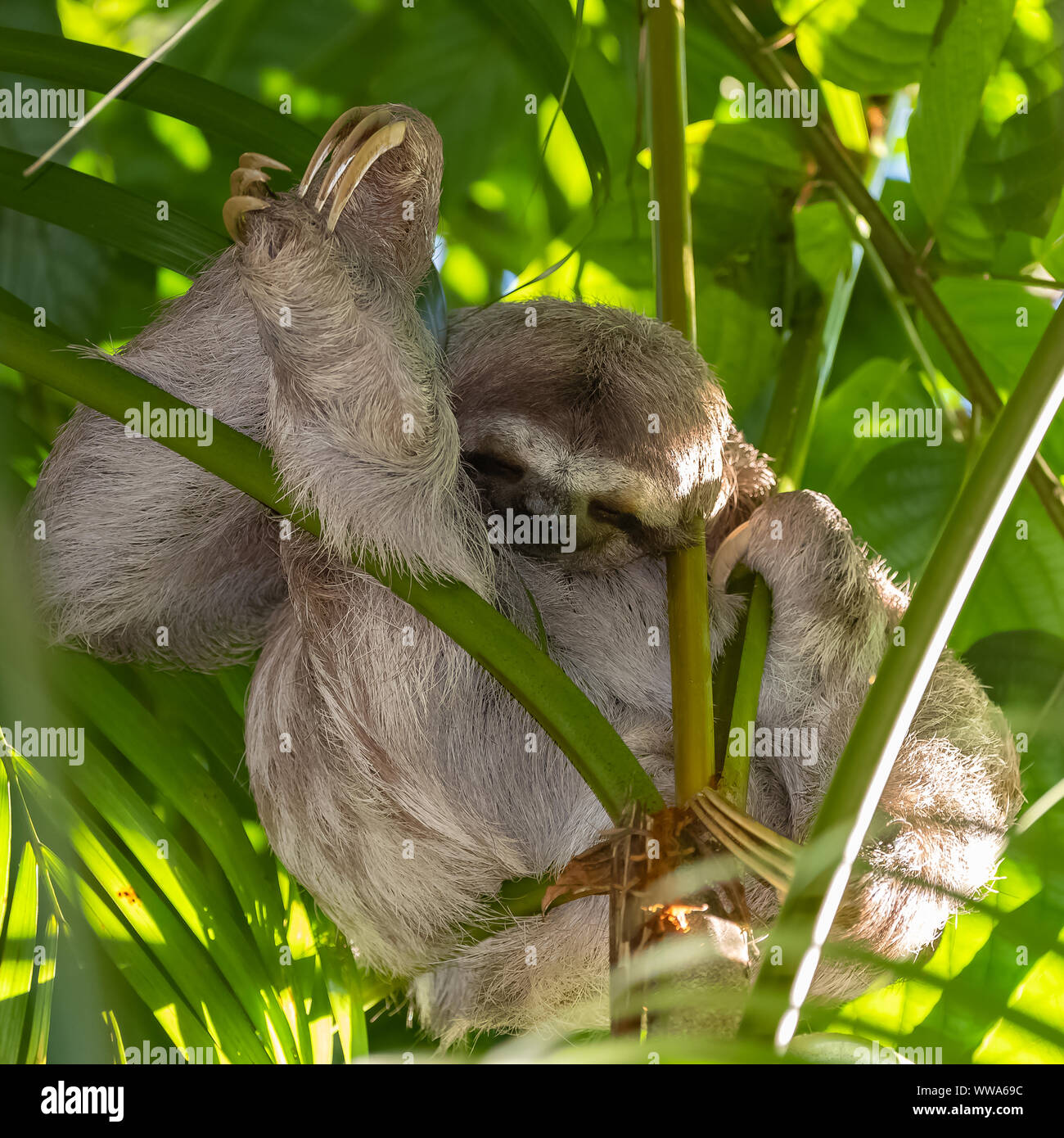 Brown-throated Sloth, Bradypus Variegatus, sloth sleeping on a tree in ...