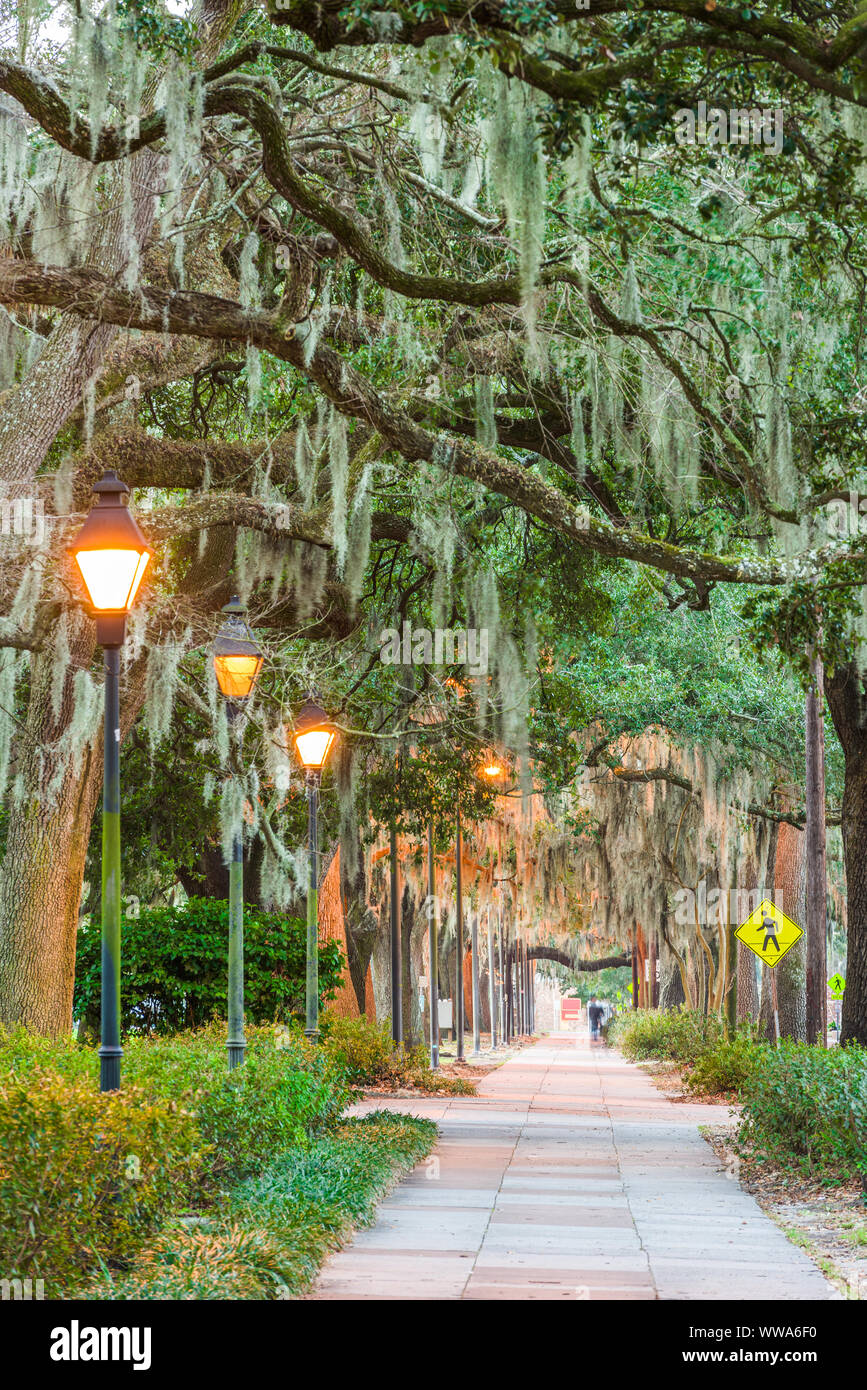 Savannah, Georgia, USA tree lined sidewalks with hanging spanish mosss ...