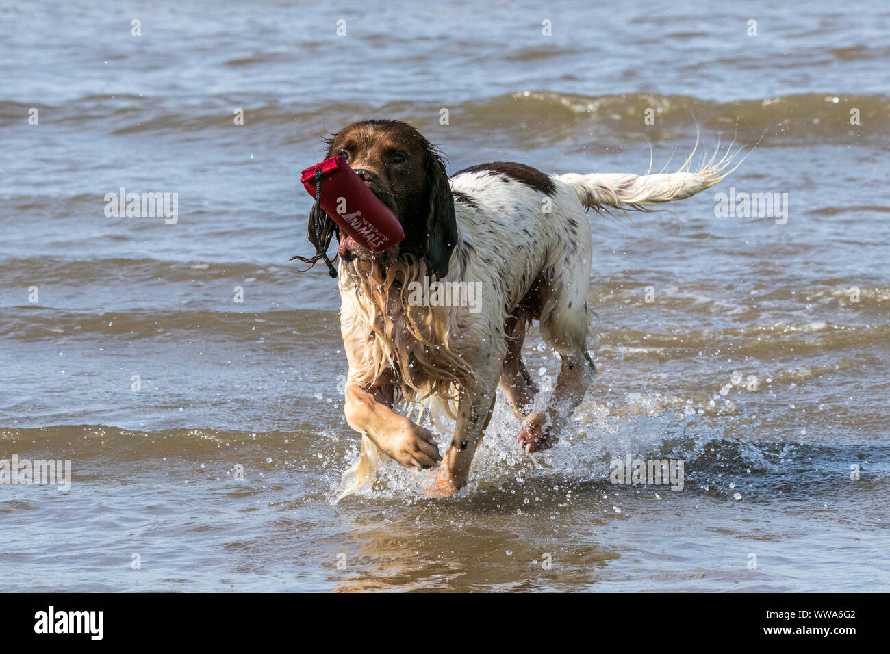 Elias dexter hi-res stock photography and images - Alamy