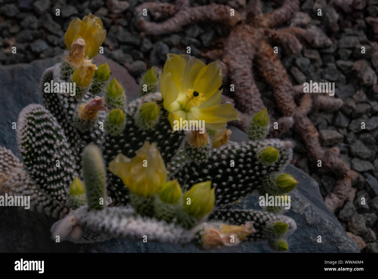Cactus Plant. Opuntia Angel Wing Microdasys Albata Bunny Ears Mickey ...