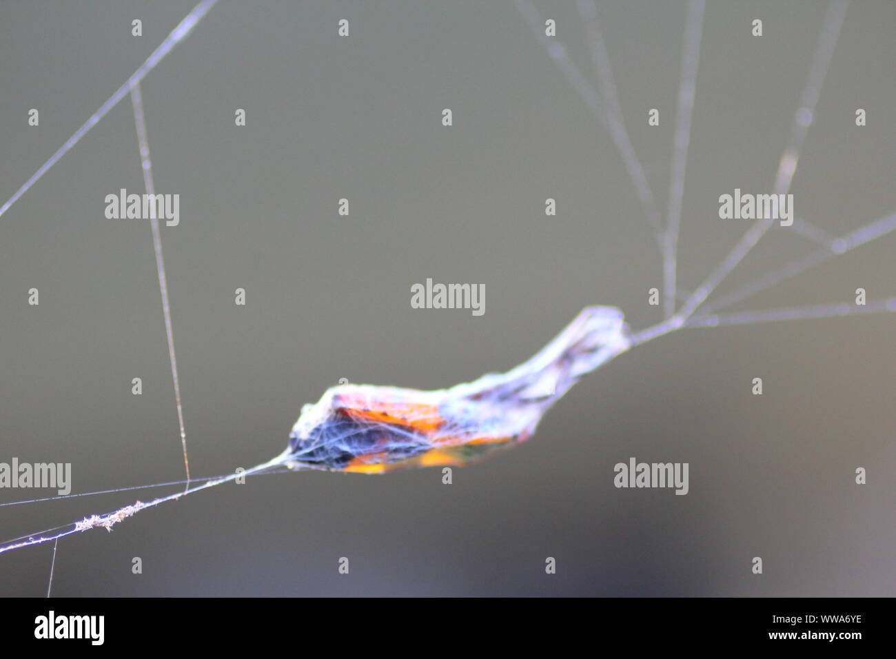 Milkweed Bug Cocooned in Spider Web Stock Photo - Alamy