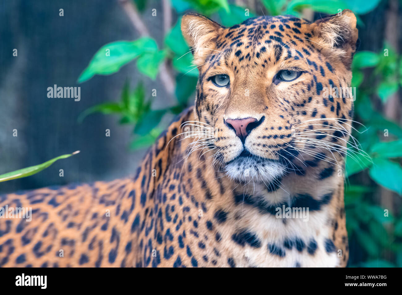 Leopard, a beautiful panther, portrait Stock Photo - Alamy