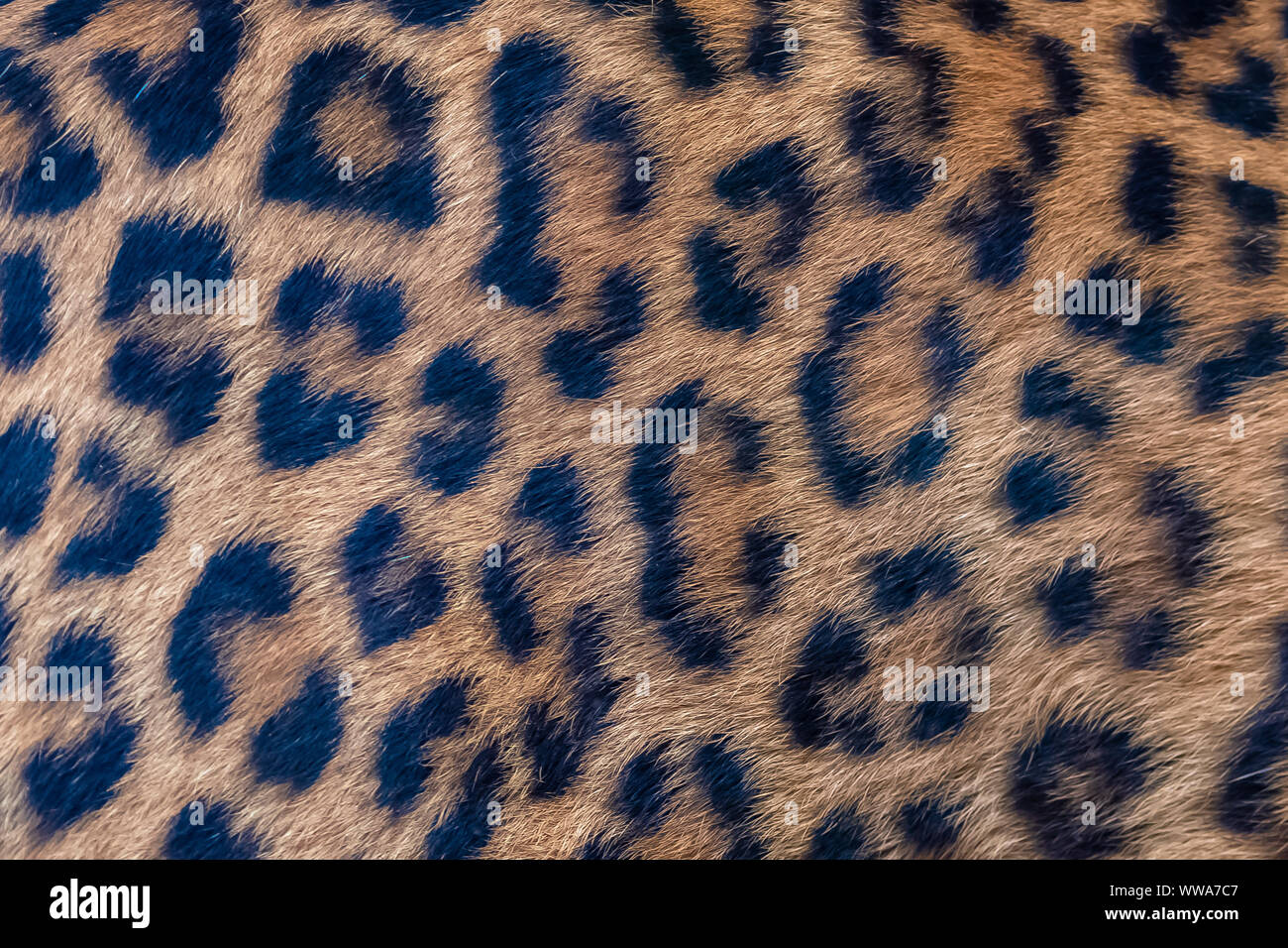Leopard, a beautiful panther, skin Stock Photo - Alamy