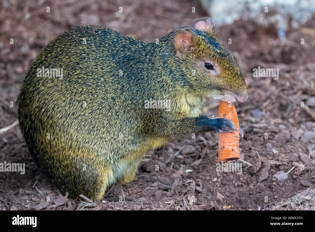 Rodent teeth hi-res stock photography and images - Alamy