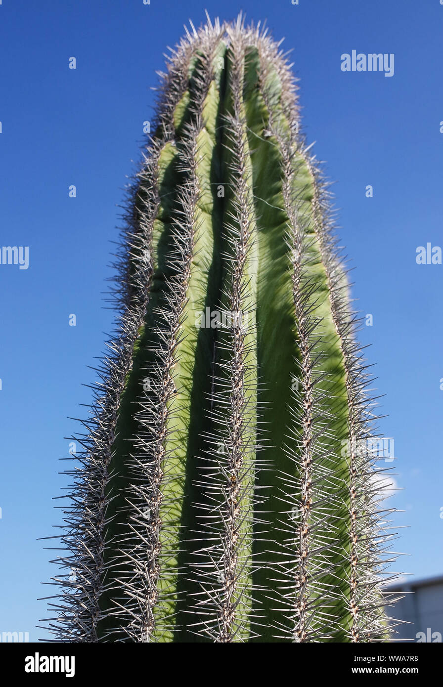 Cacti and rock garden hi-res stock photography and images - Alamy