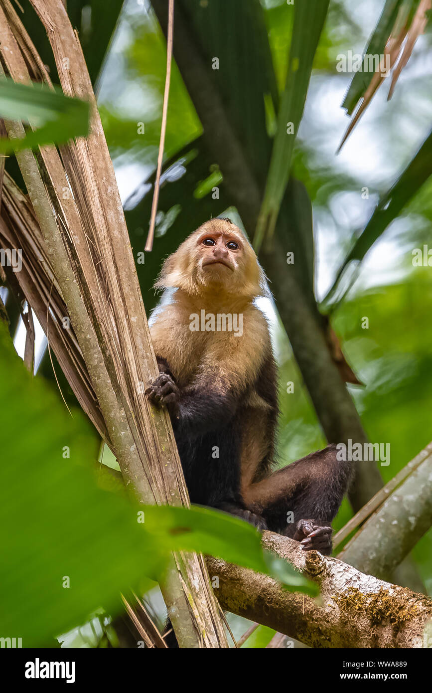 capuchin, monkey on a tree in the jungle, Costa Rica Stock Photo - Alamy
