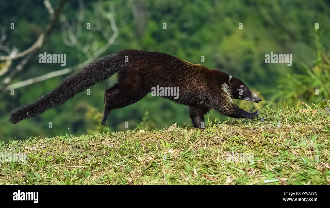 A coati running in the mountains, in Costa Rica Stock Photo - Alamy