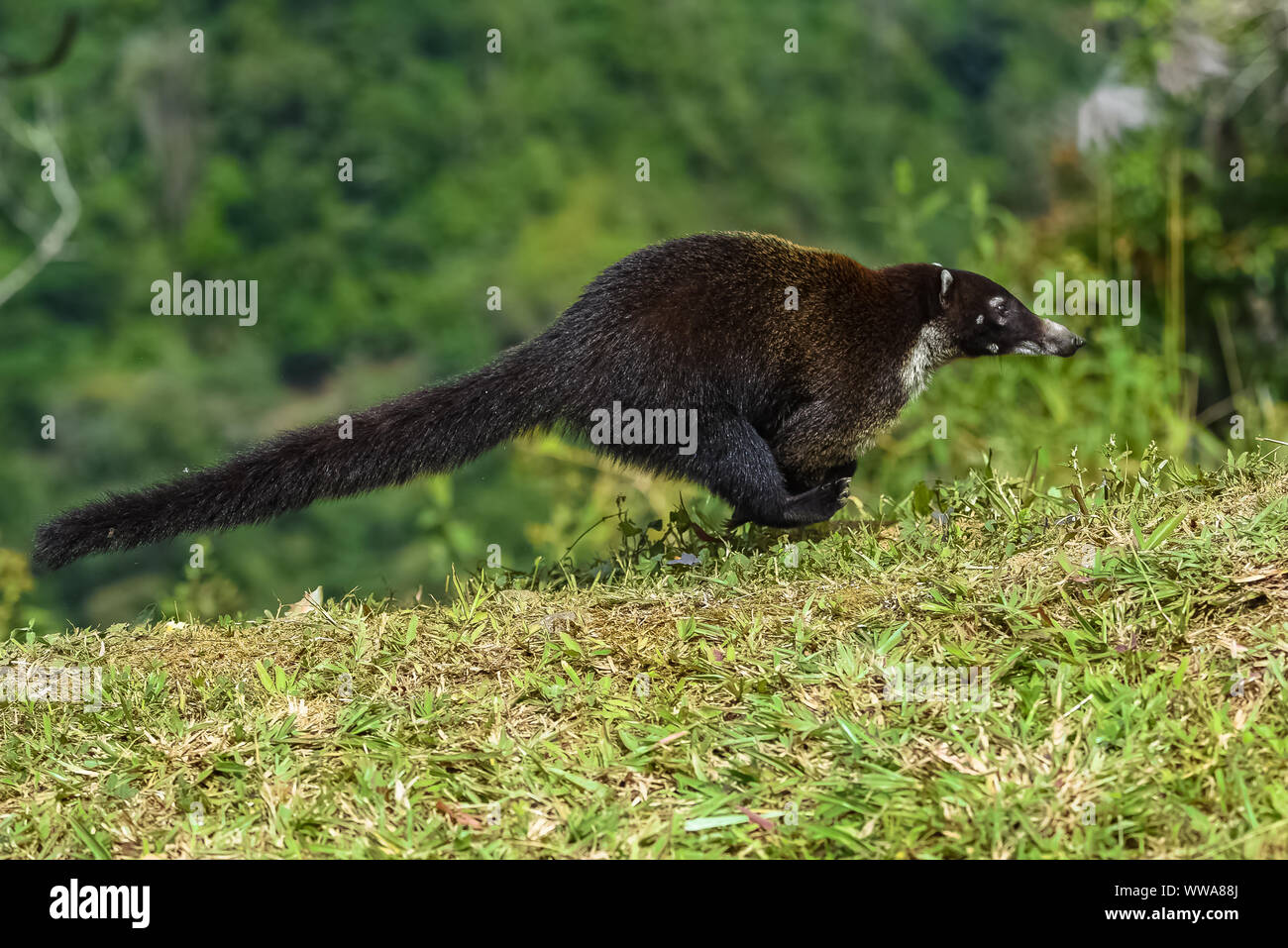 A coati running in the mountains, in Costa Rica Stock Photo - Alamy