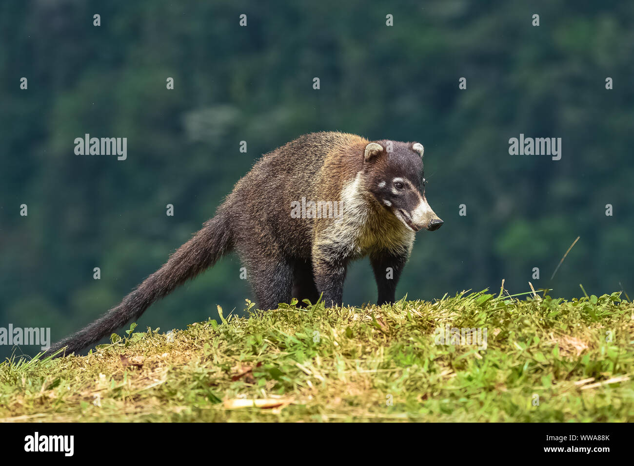 Coati profile hi-res stock photography and images - Alamy