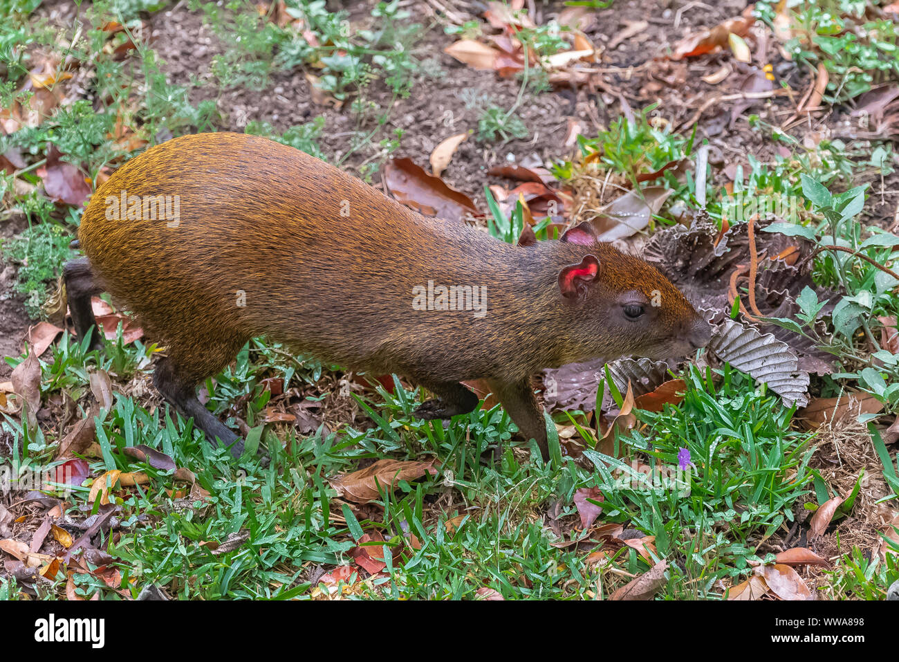 Agouti eating a carrot, funny animal Stock Photo - Alamy