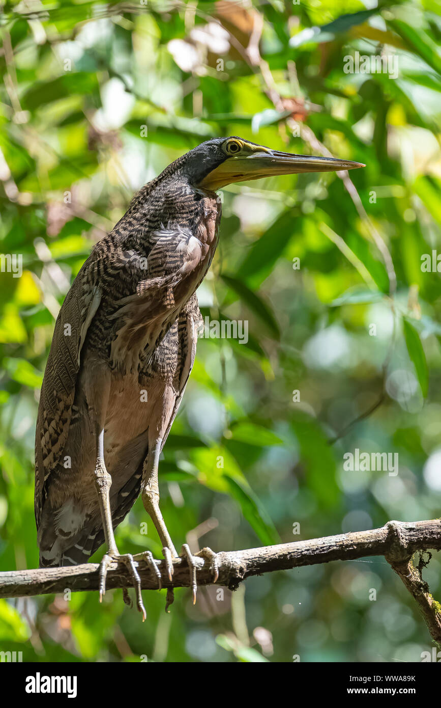 bare-throated tiger heron, Tigrisoma mexicanum, wading bird in Costa ...