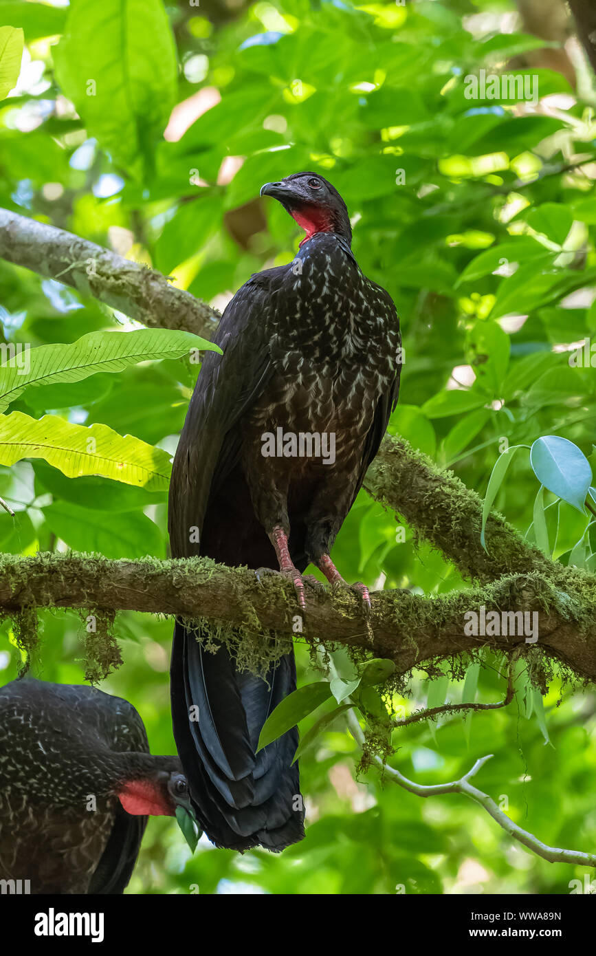 Crested Guan, Penelope purpurascens, tropical bird perched on a tree in ...