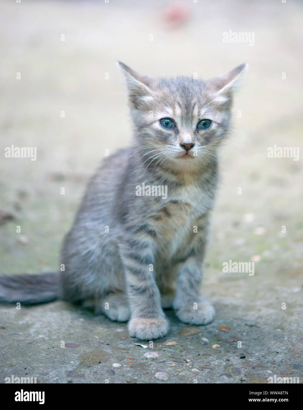 Little animal hi-res stock photography and images - Alamy