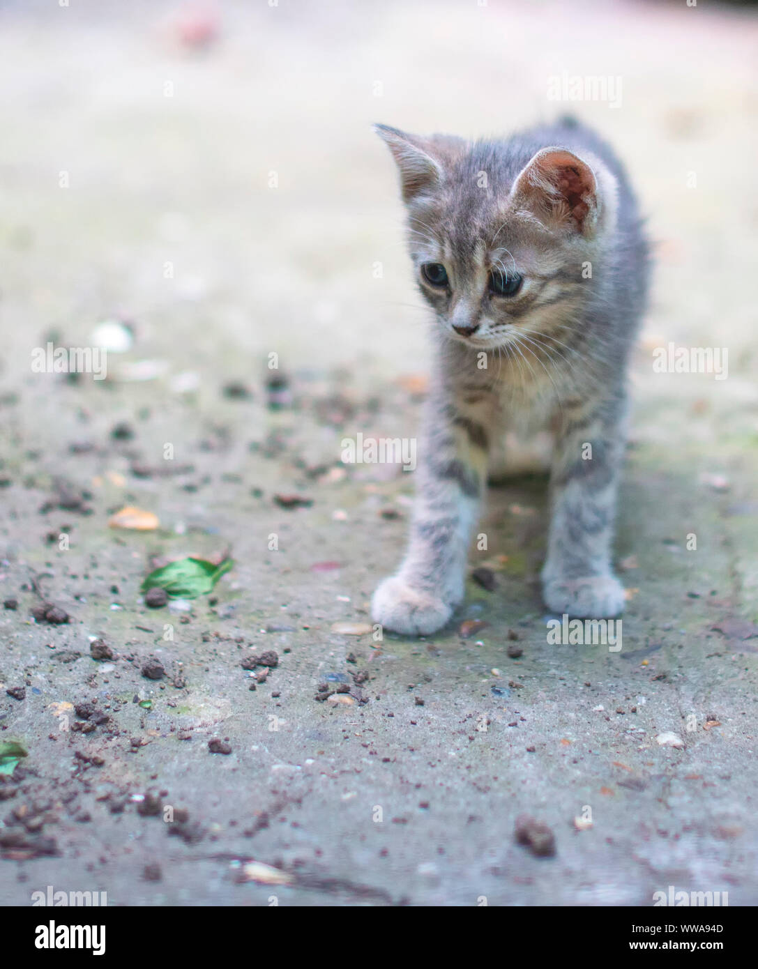 Sad little cat on street Stock Photo - Alamy