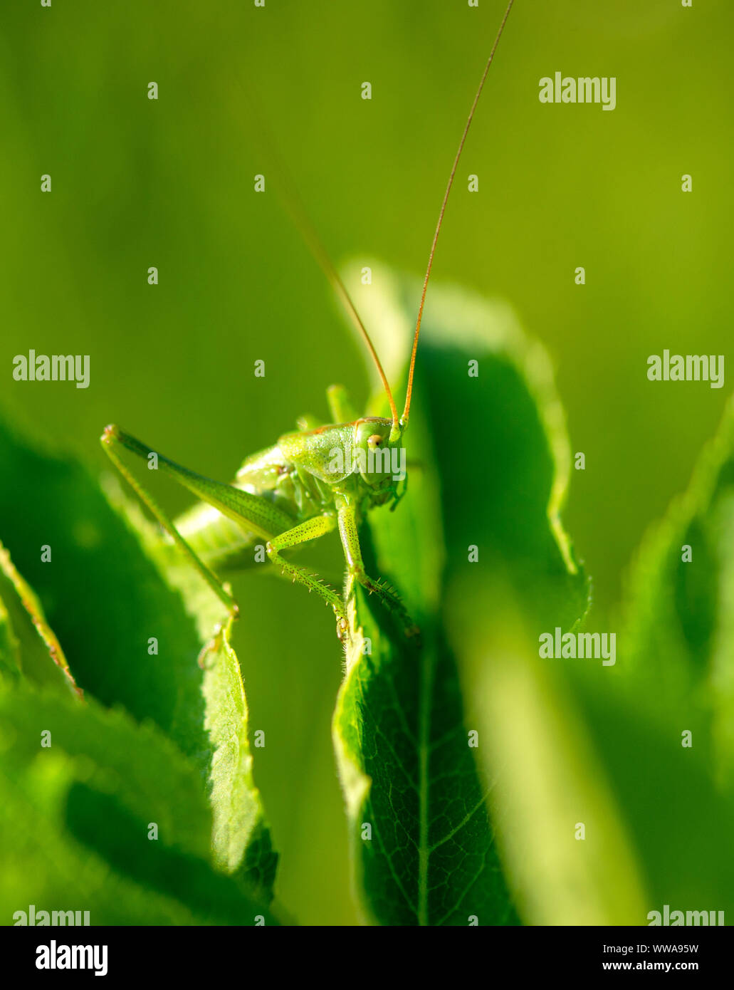 Grasshopper leaf pattern hi-res stock photography and images - Alamy