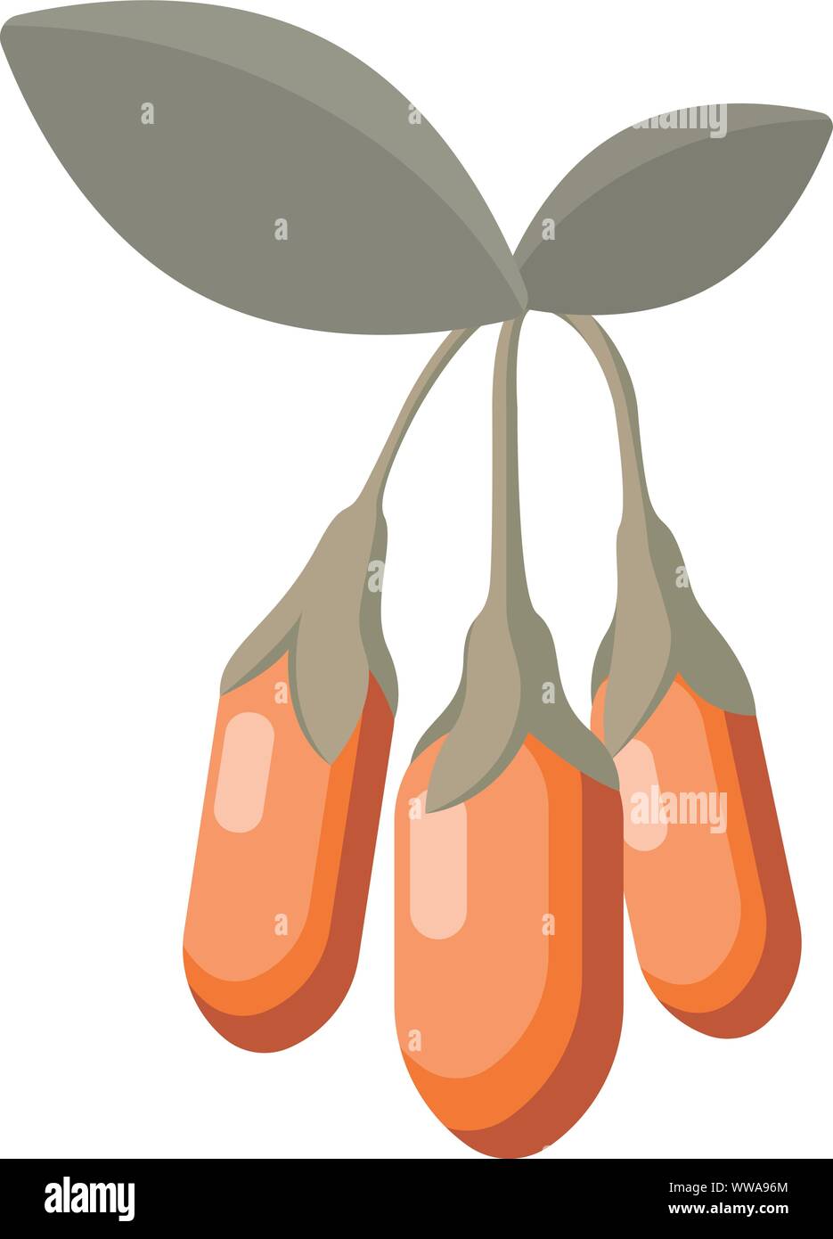 Wolf berries Stock Vector Images - Alamy