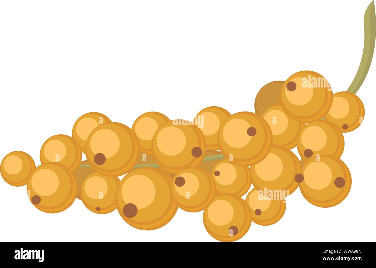 Vector illustration of white currant berry. White currant vector ...