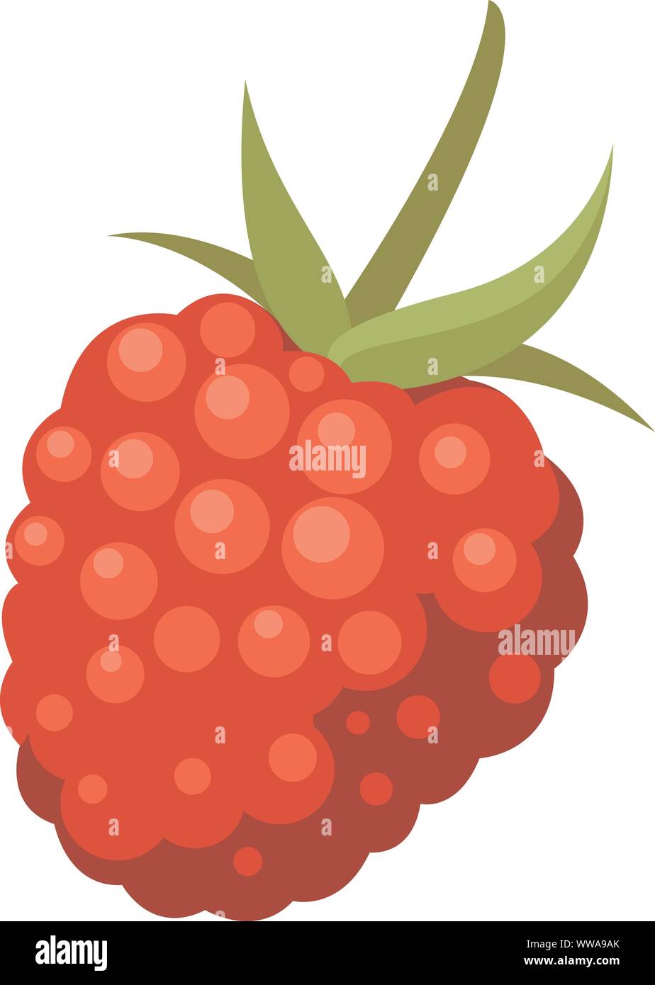 Raspberry vector illustration Cut Out Stock Images & Pictures - Alamy